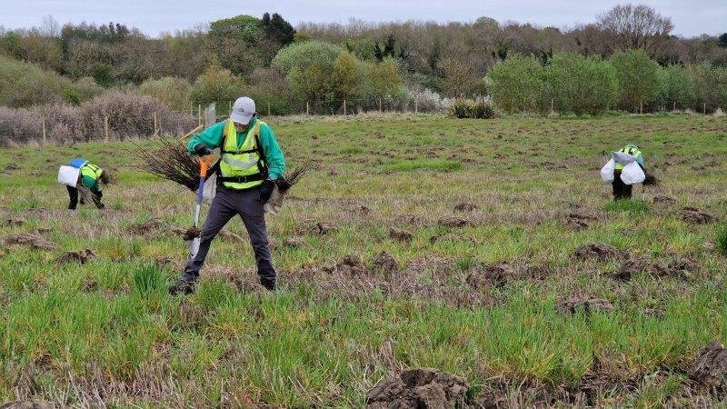Wildwood Tree Planting Team – Wild Wood Tree Services Ltd